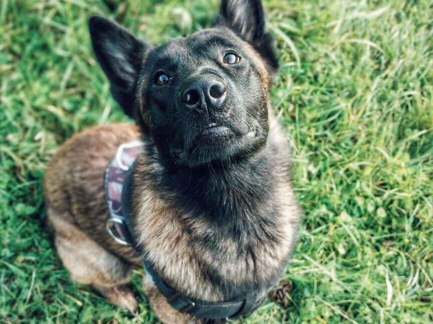 Бельгийская овчарка в добрые руки