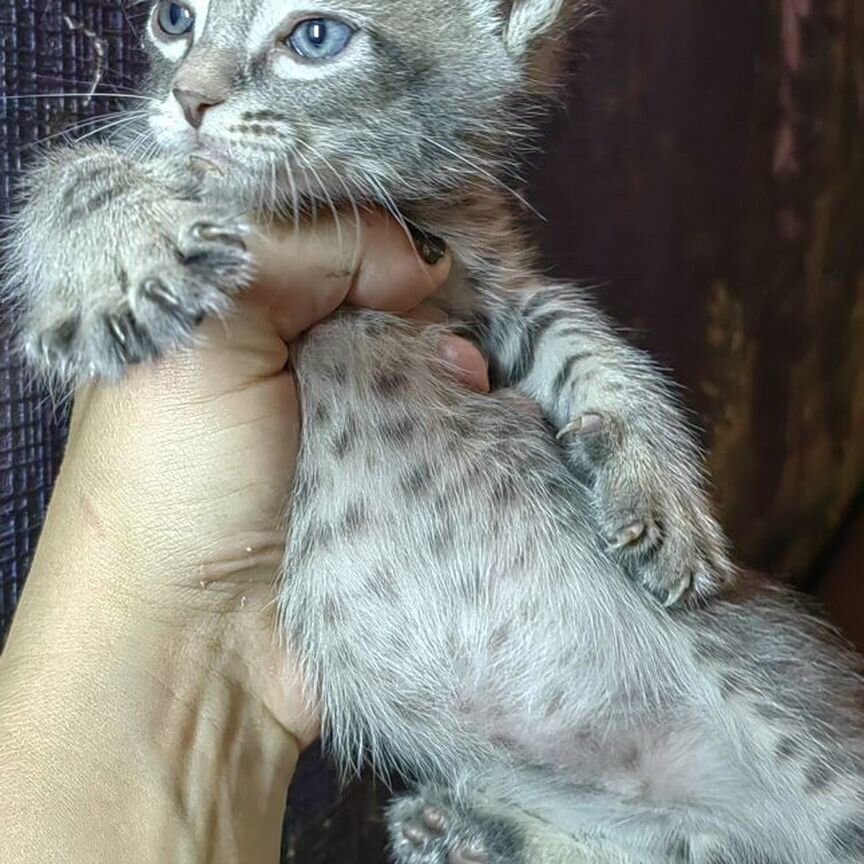 Котятки в добрые руки