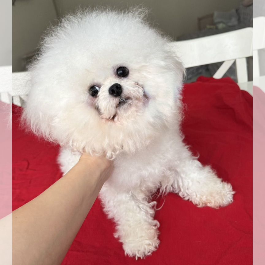 Вязка бишон фризе импорт Китай