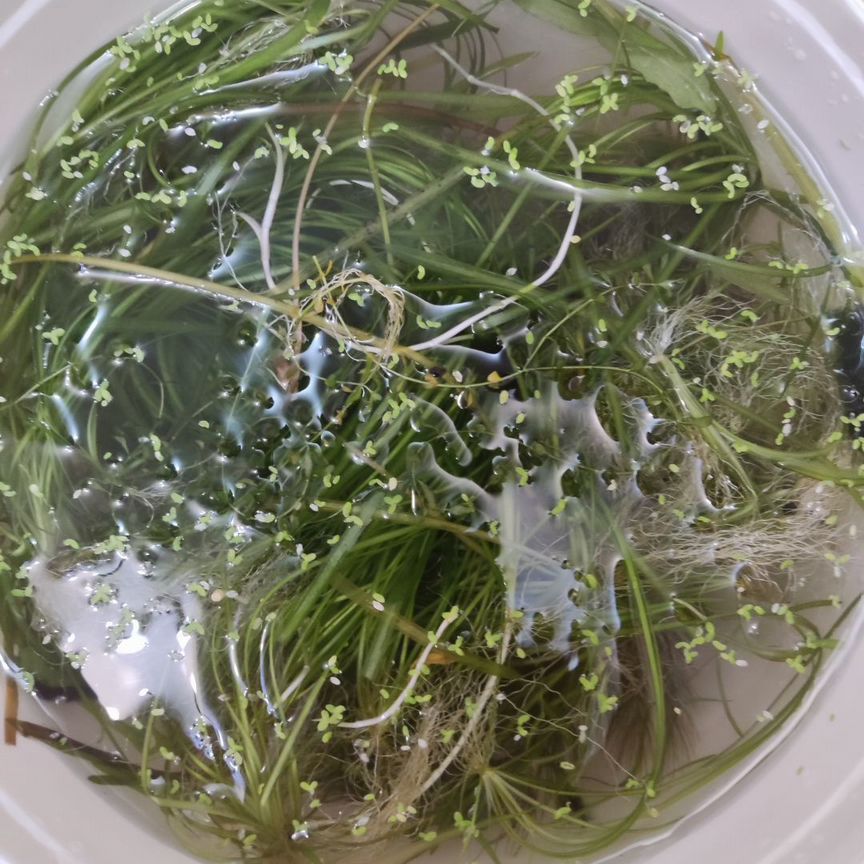 Аквариумные растения прополка