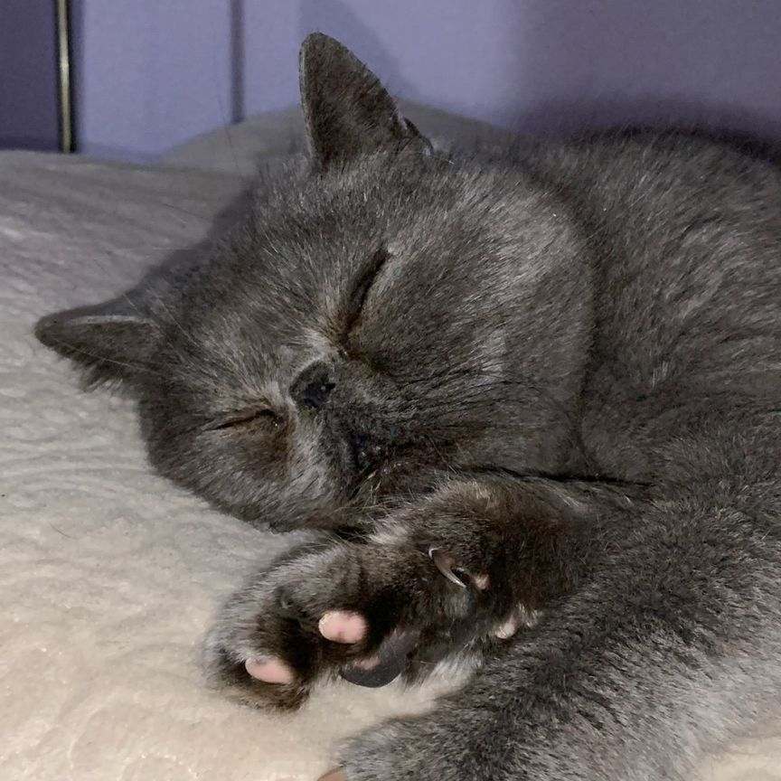 Кошечка-шипучка в добрые руки