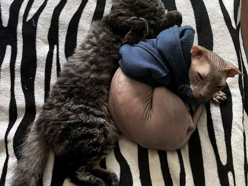 Кошка