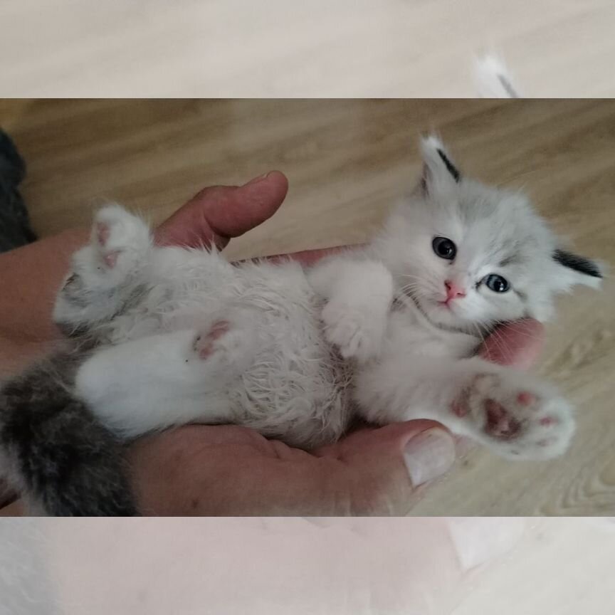 Котят подкинули в мегу