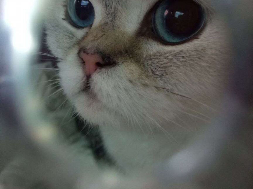 Отдам кошку в хорошие руки