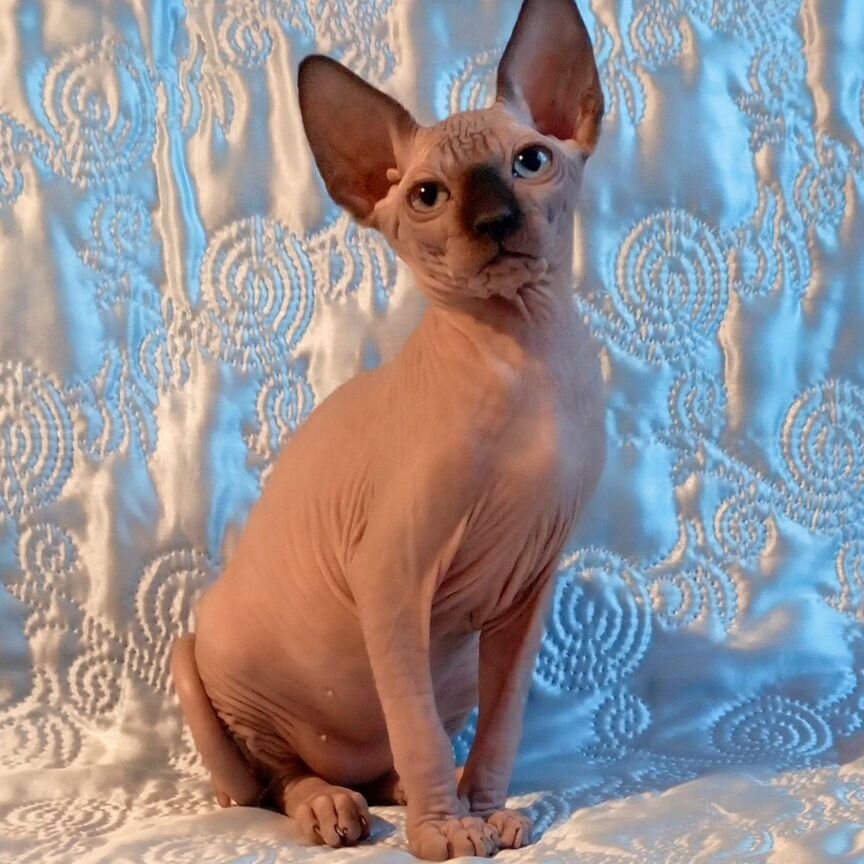 Канадский сфинкс. Котенок