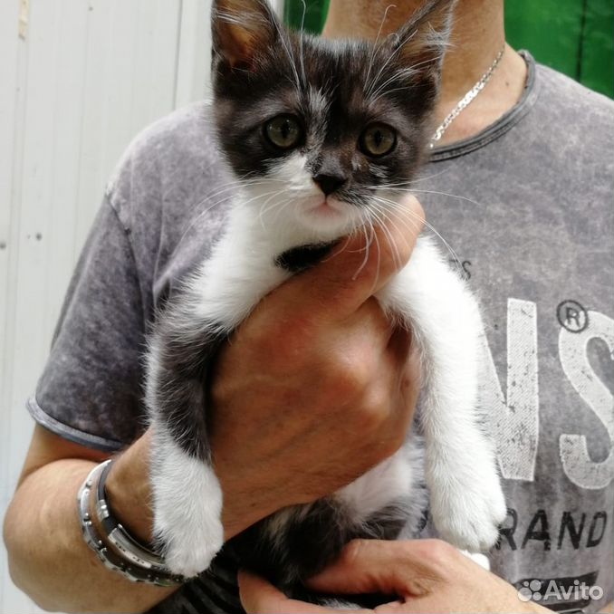 Мальчик необычного окраса