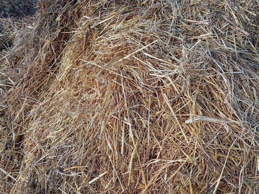 Солома в рулонах прошлогодняя