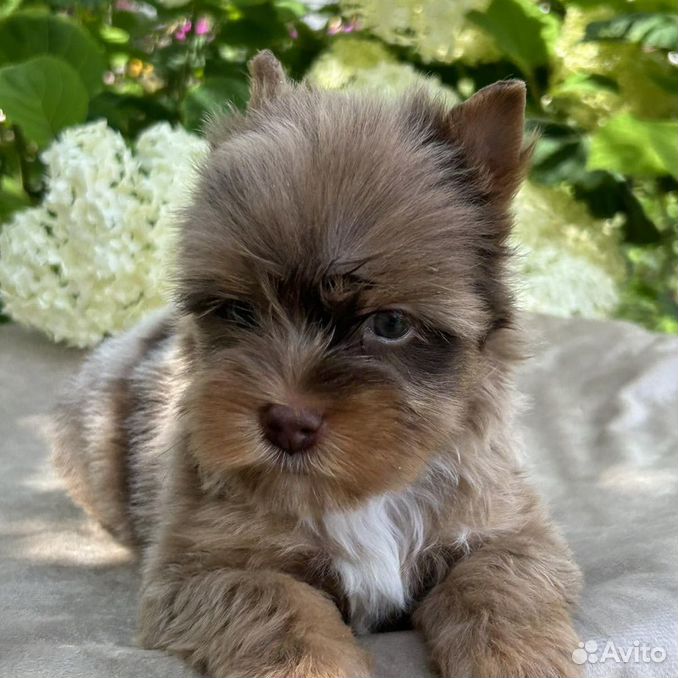 Цветной йорк, шокомерле