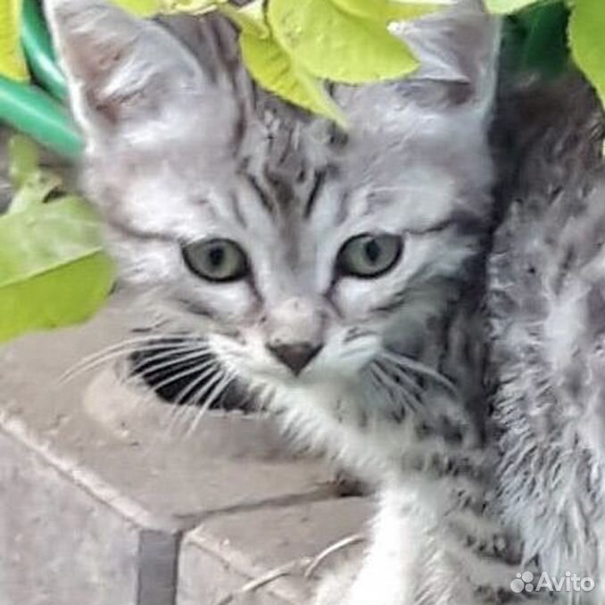 Котенок пропадает на улице не проходите мимо