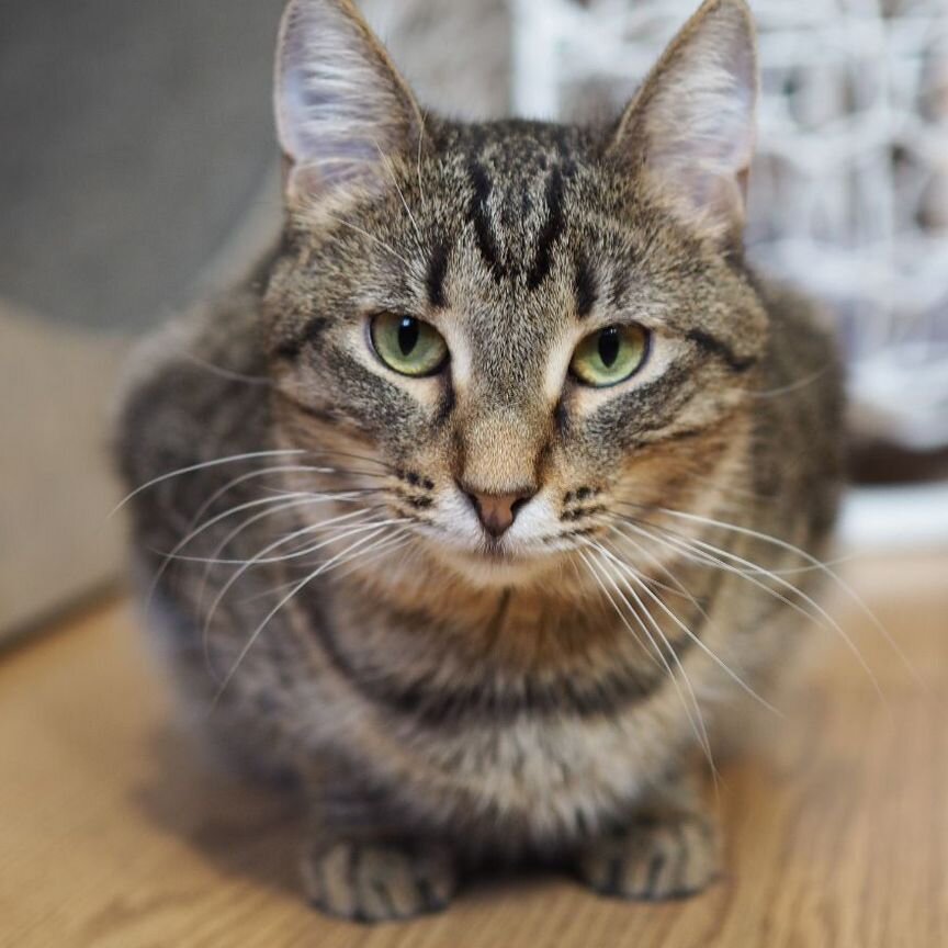 Взрослая, кошка в добрые руки