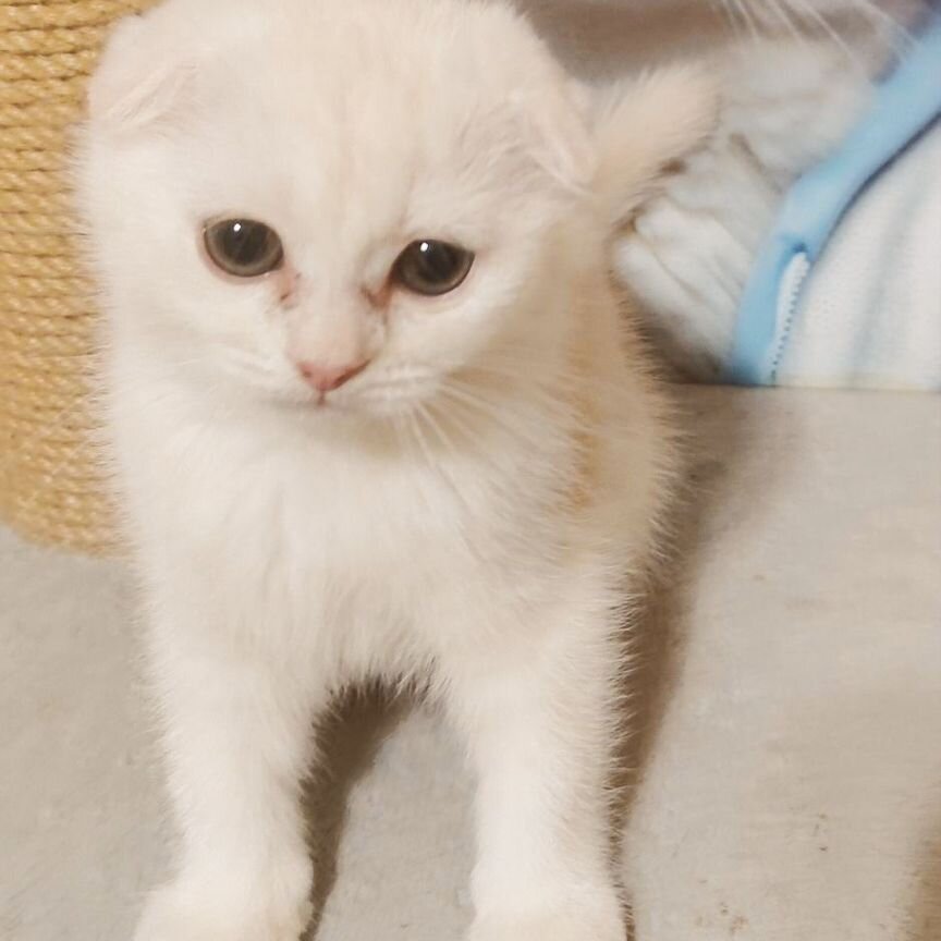 Шотландский котенок