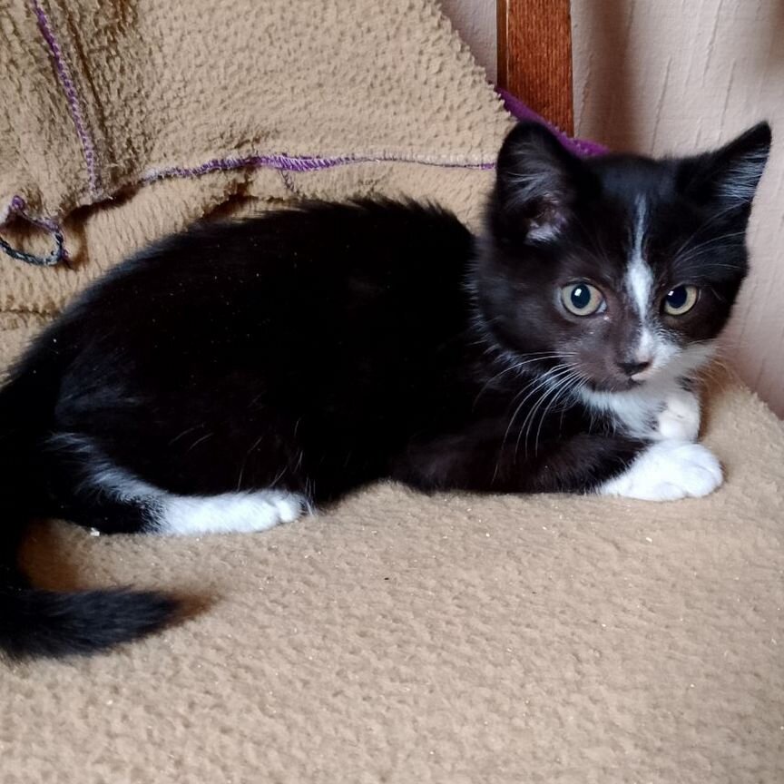 Сибирский котёнок