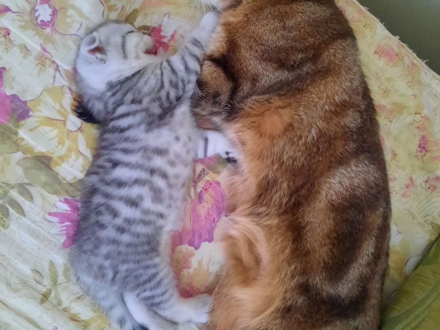 Шотландский вислоухий котенок-мальчик