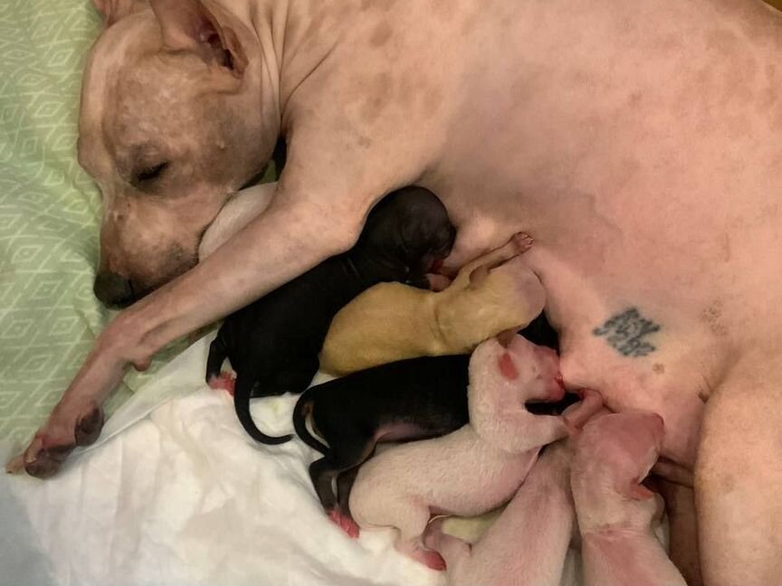 Продам щенка