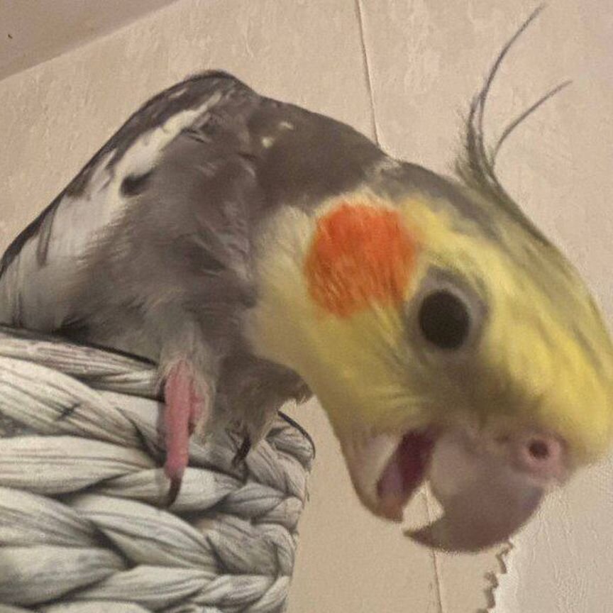 Говорящий попугай корелла