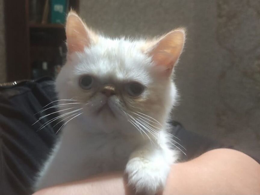 Экзотические котята