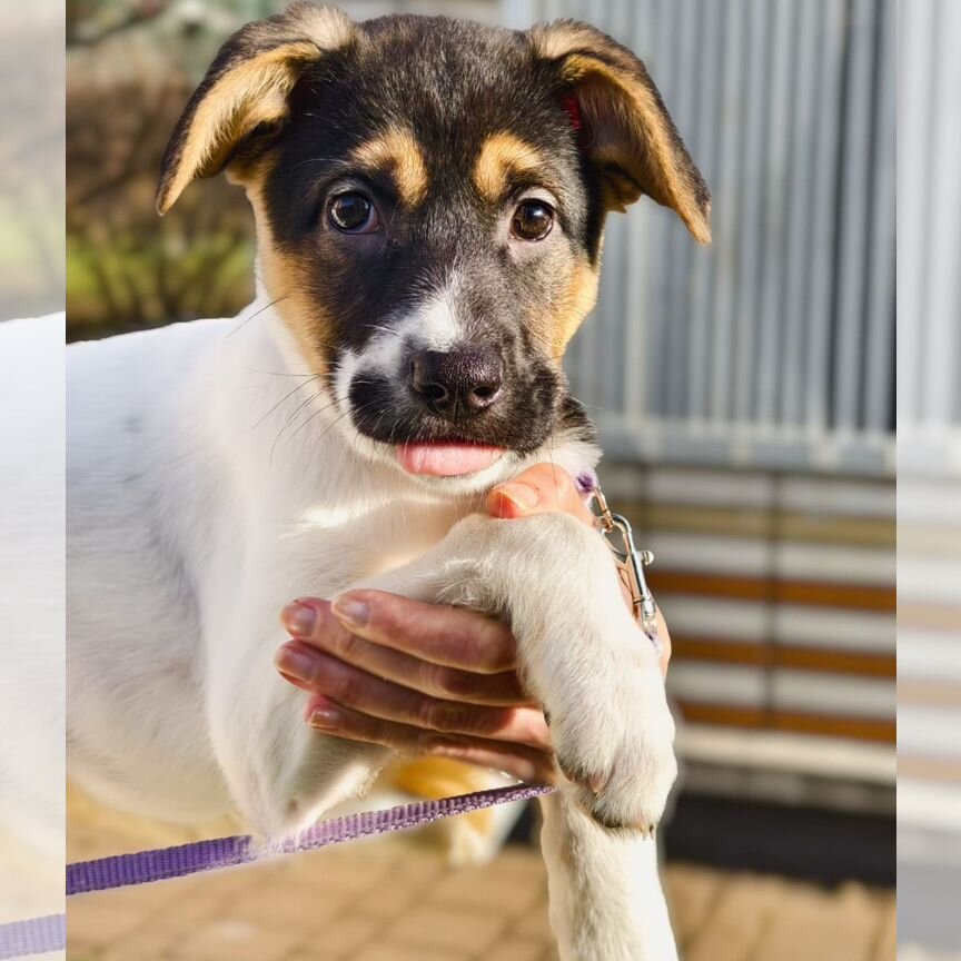 Щенок в добрые руки