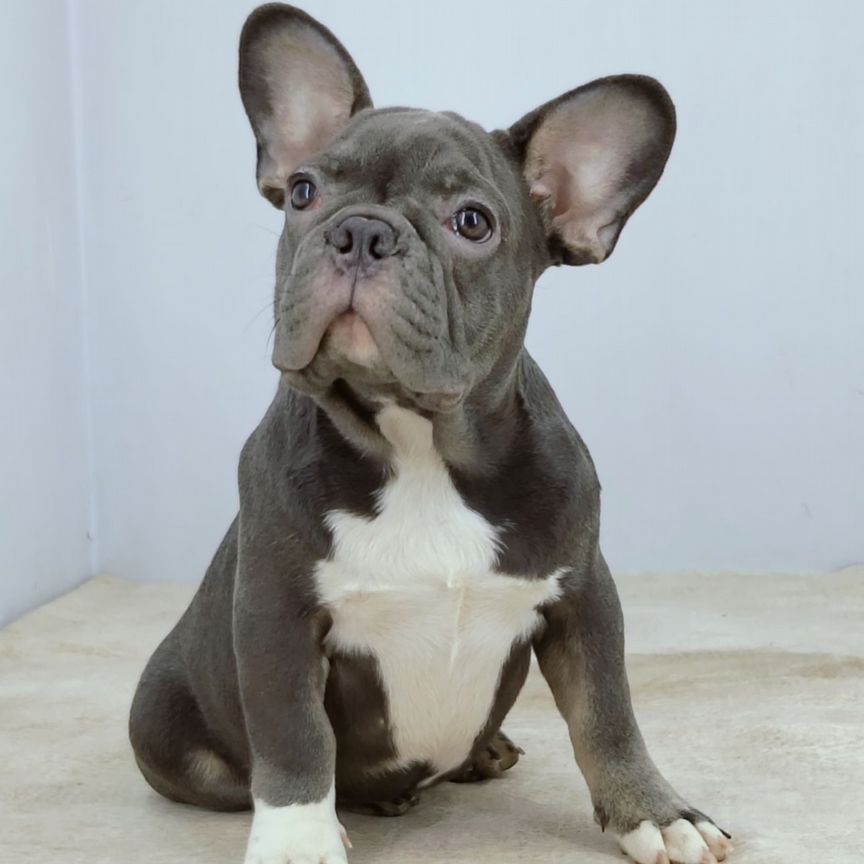 Французский бульдог, щенок