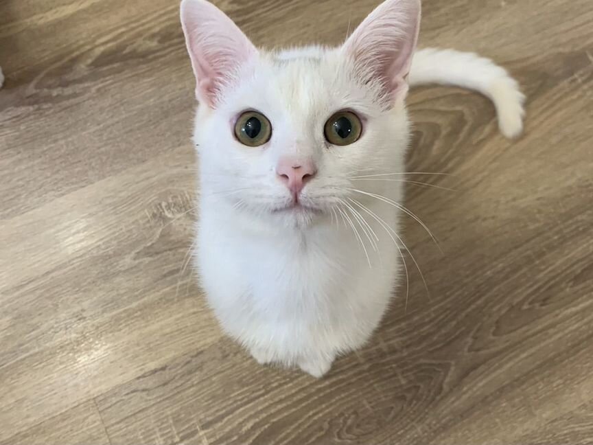 Котик молодой супернежный