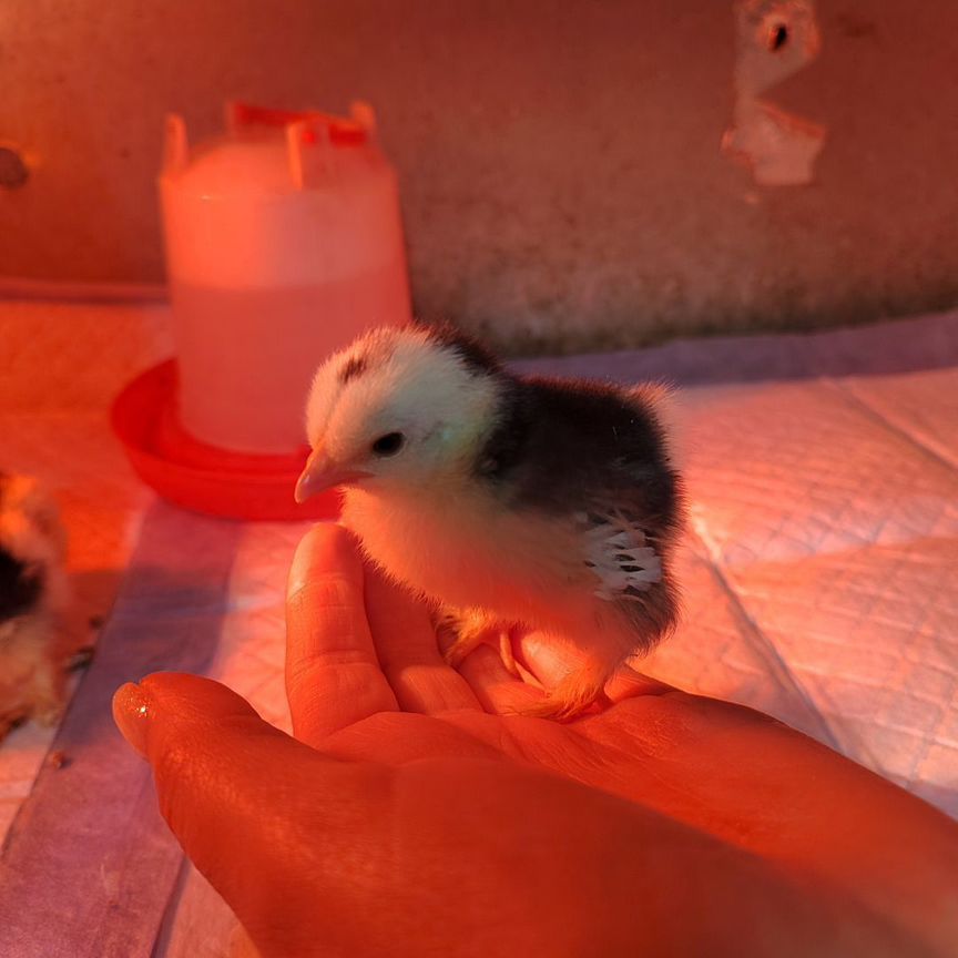 Курочки кохинхинов