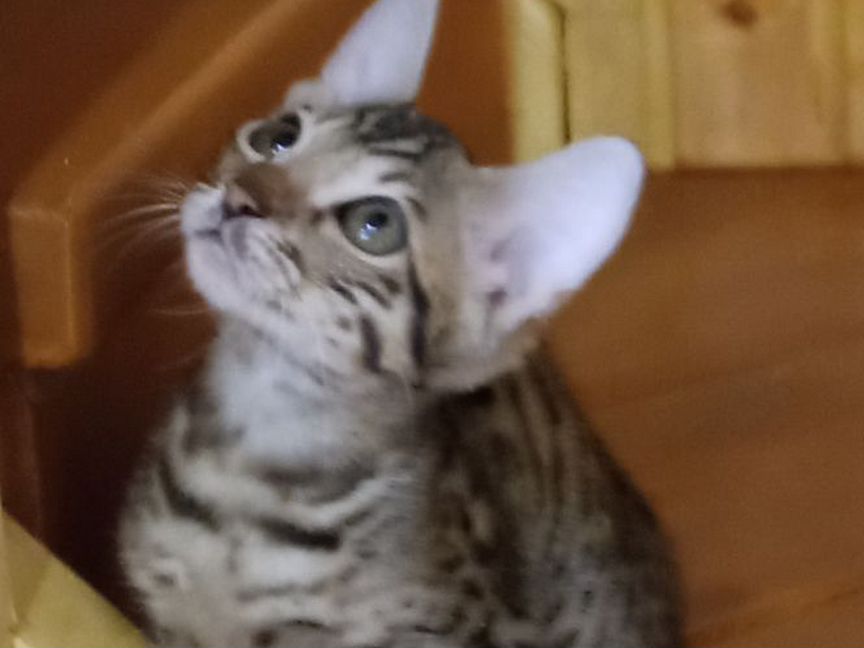 Малыши Саванна, Чаузи