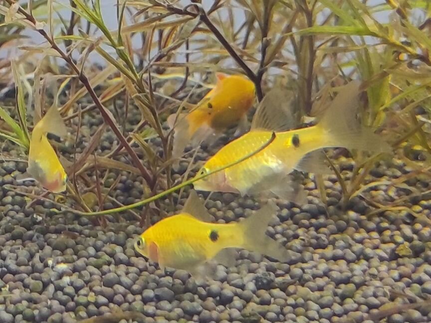 Барбус огненный 10шт