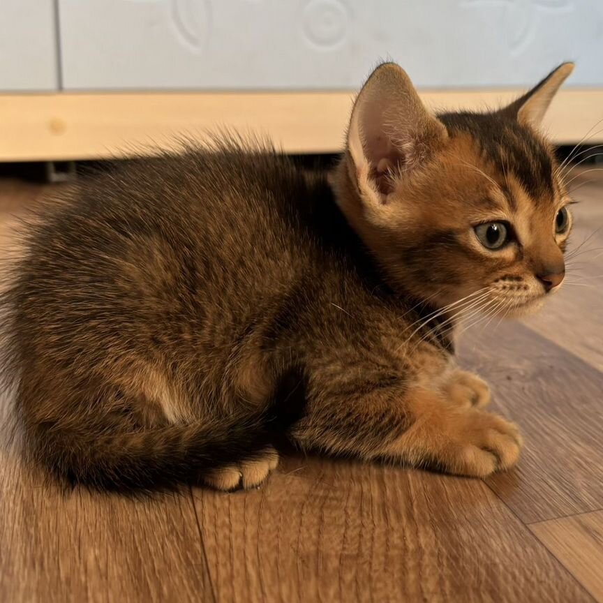 Абиссинский котёнок