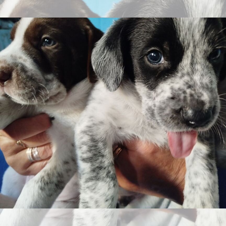 Щенки курцхара