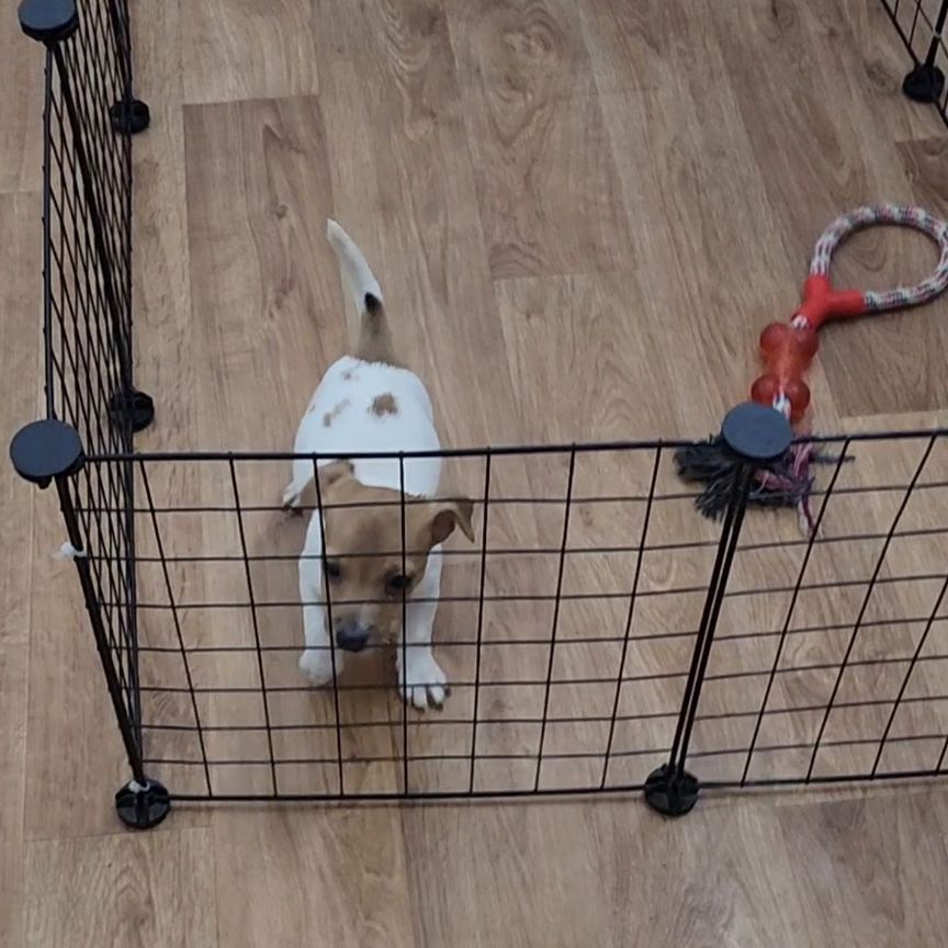 Джек-рассел-терьер, щенок