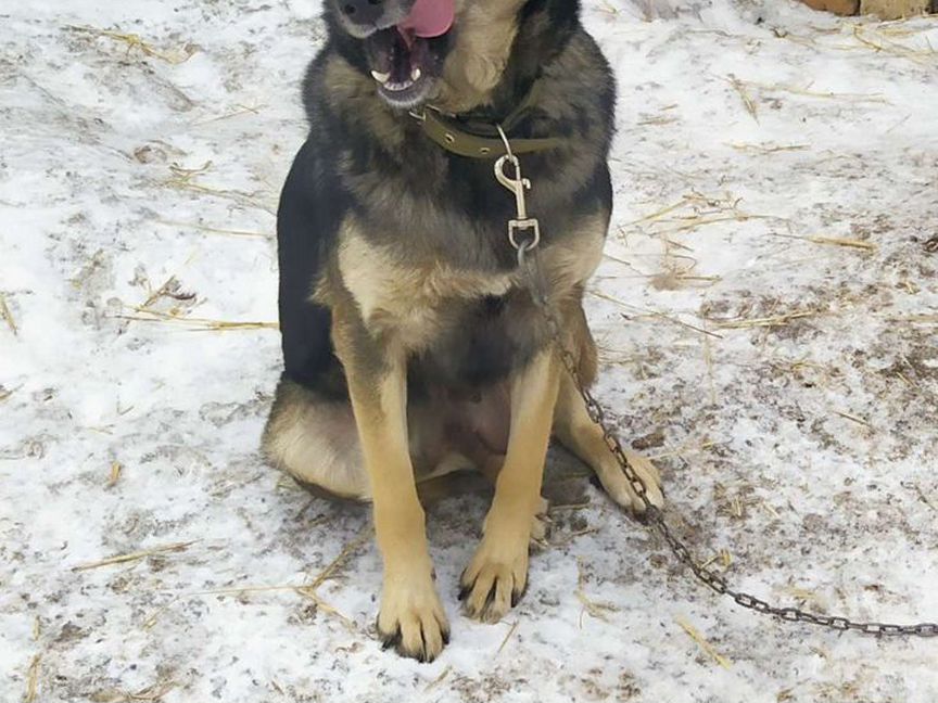 Отдам. Помесь немецкая овчарка