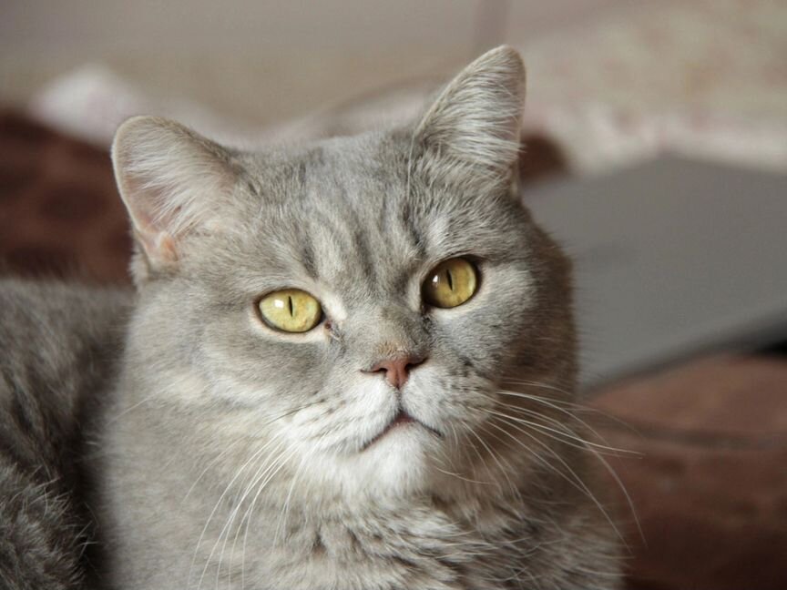 Котик метис шотландца