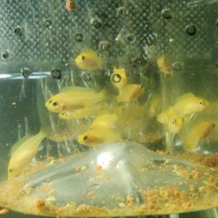 Цихлиды елоу,мальки