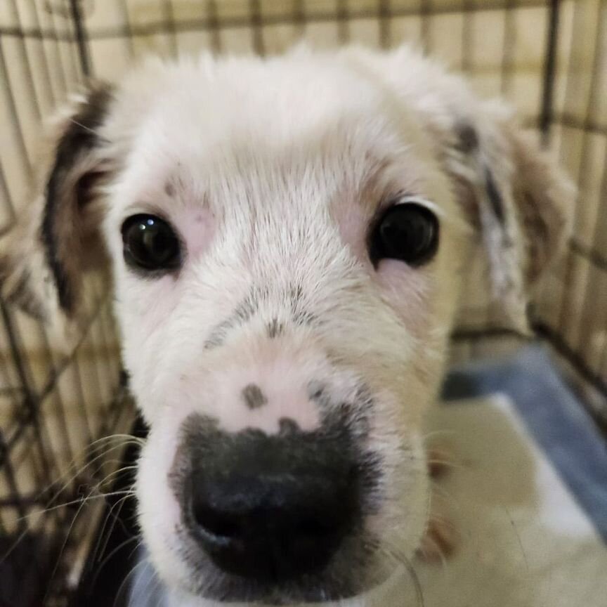 Отдам только в добрые ручки