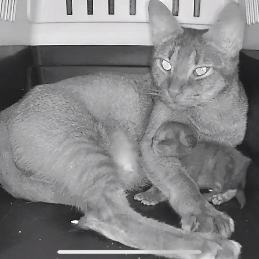 Котенок Чаузи ф3
