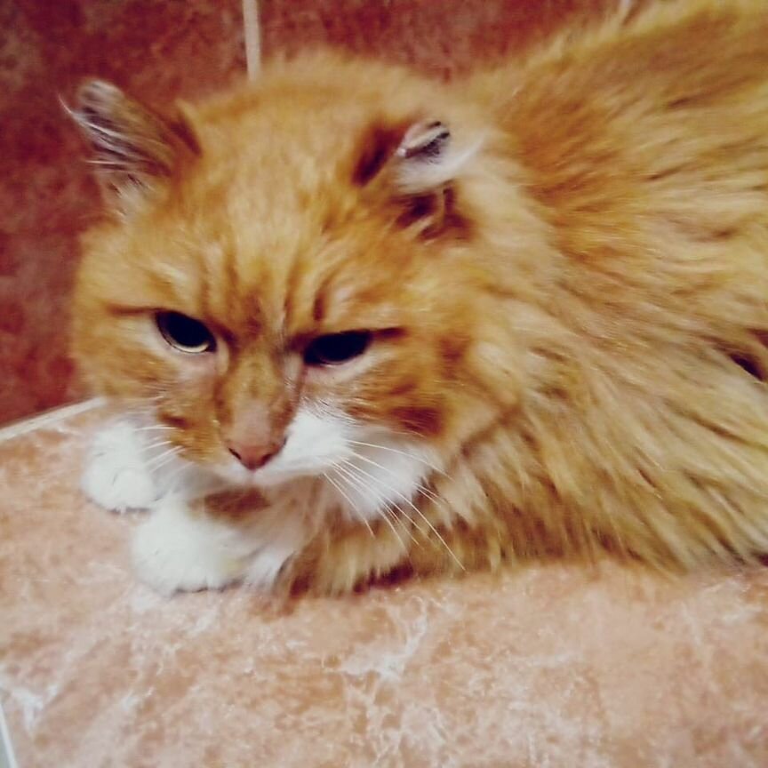 Рыжий котик