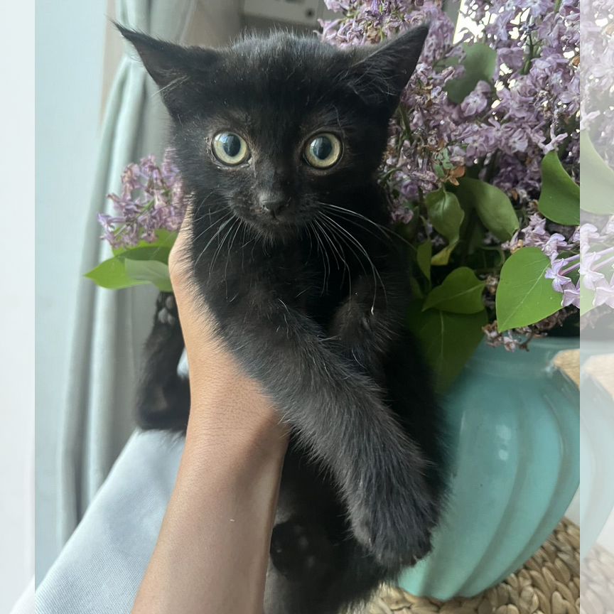 Котёнок в добрые руки