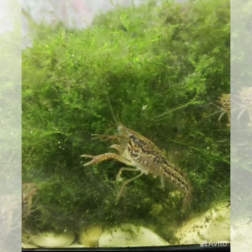 Аквариумные раки крабы