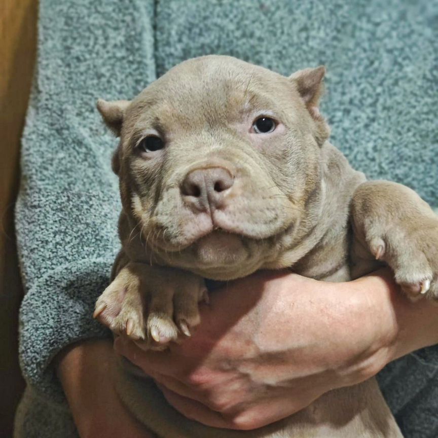 Щенки американского булли