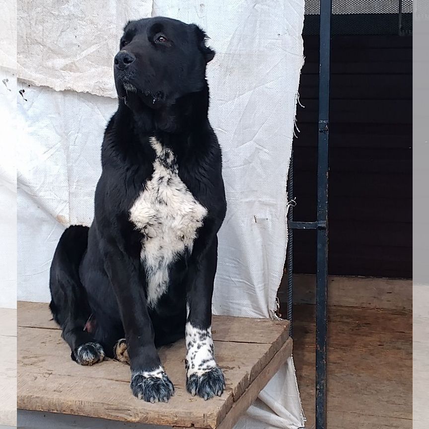 Среднеазиатская овчарка, взрослая собака