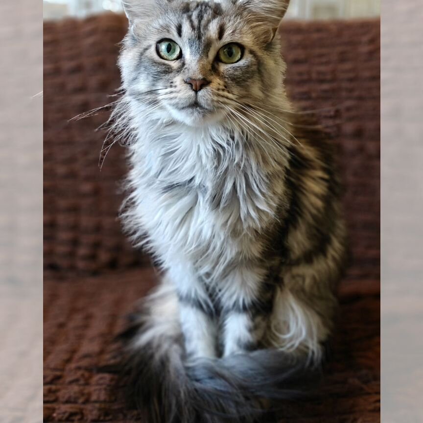 Мейн-кун, взрослая кошка