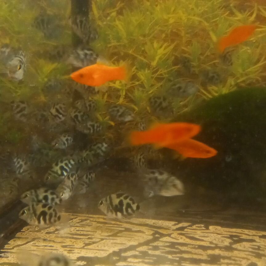 Аквариумные рыбки