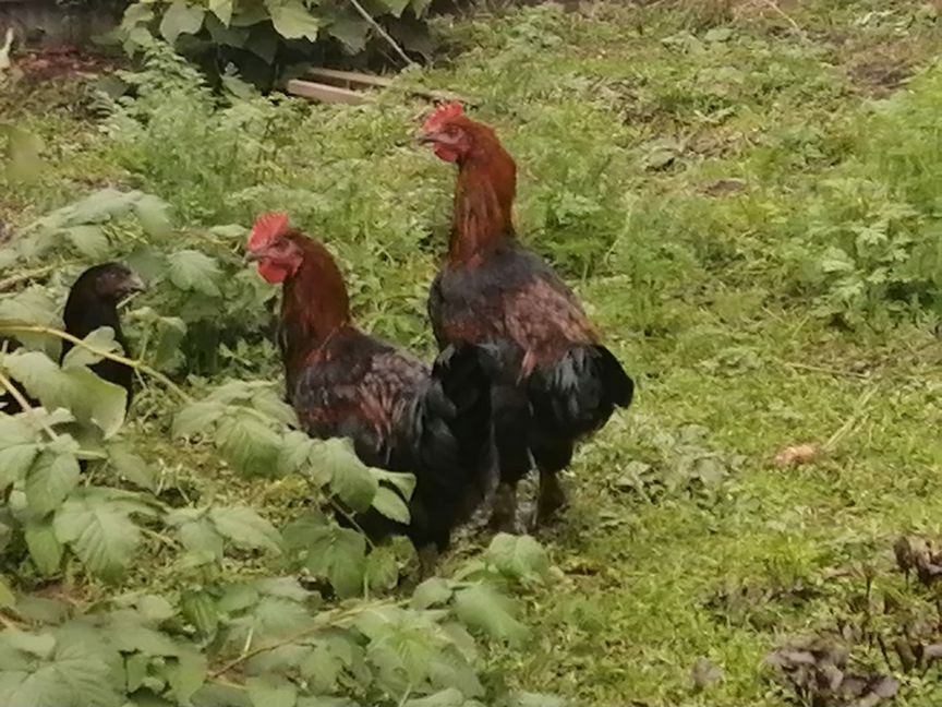 Петух маран черно медный