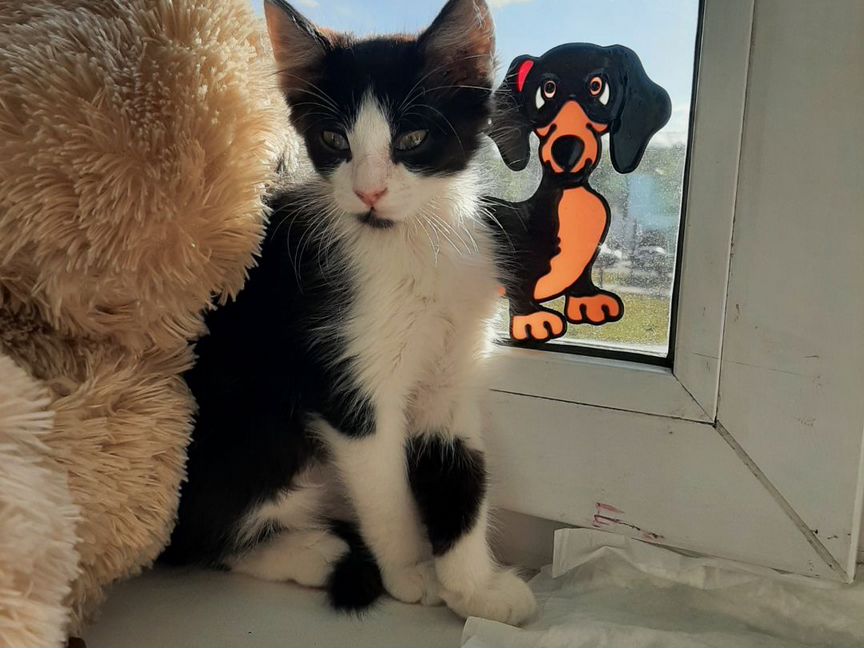 Котёнок найденыш