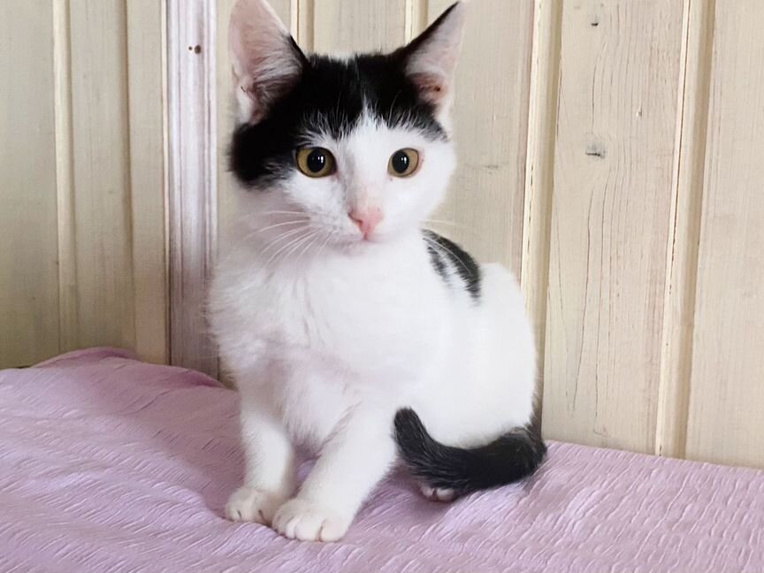 Милый Малышок котик в добрые руки