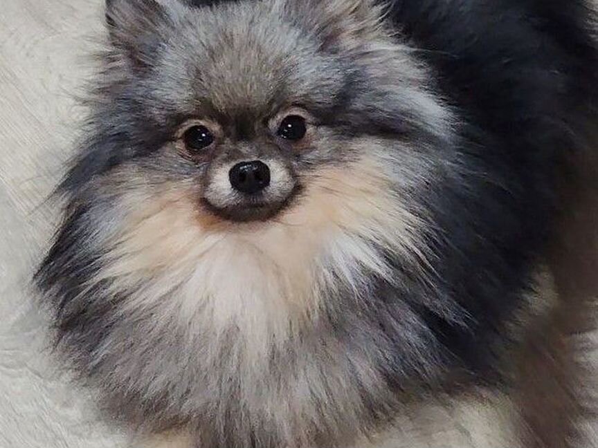 Потерялся шпиц