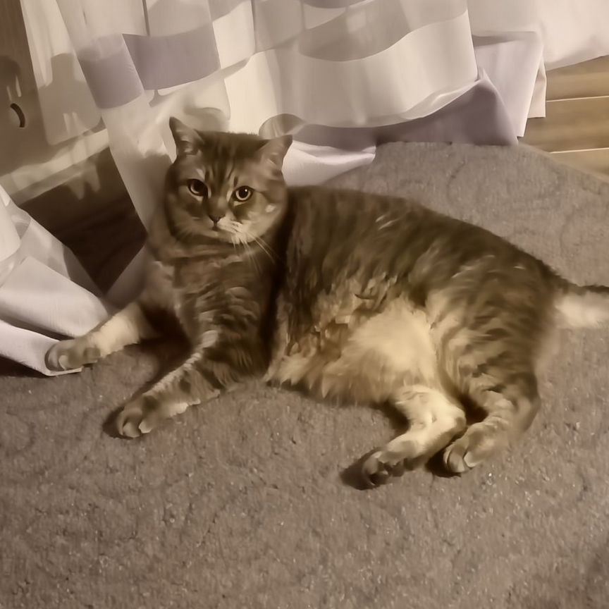 Взрослый кот в добрые руки