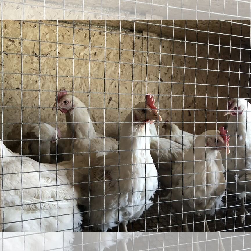 Курицы несушки