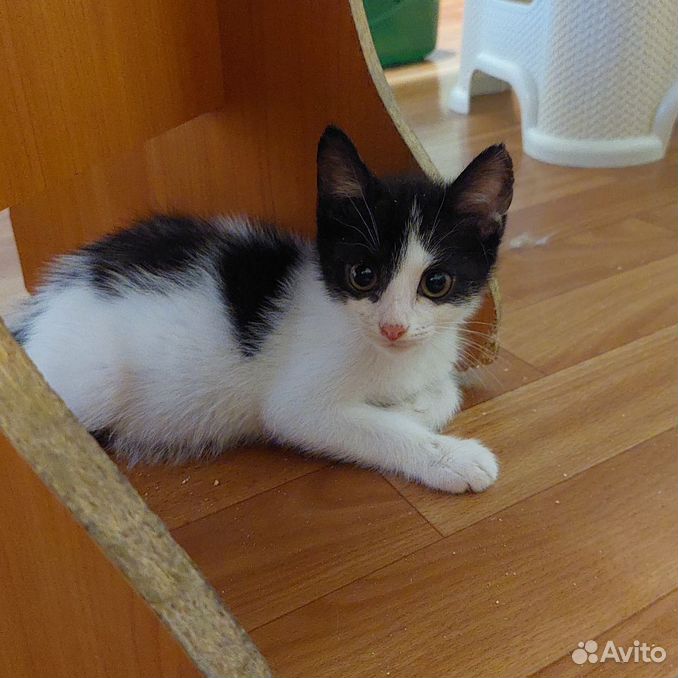 Милый котенок (из приюта)