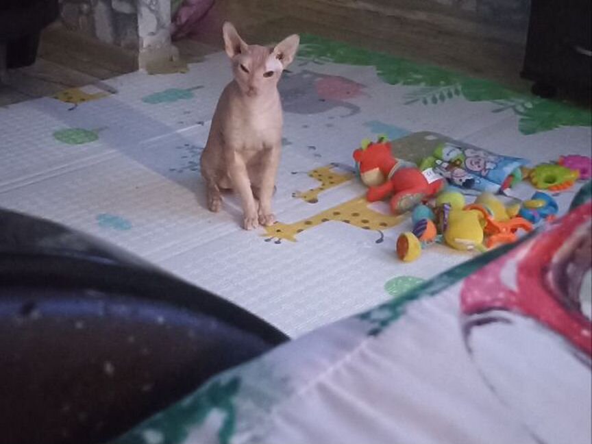 Кот на вязку сфинкс