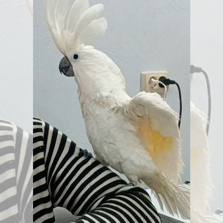 Попугай какаду